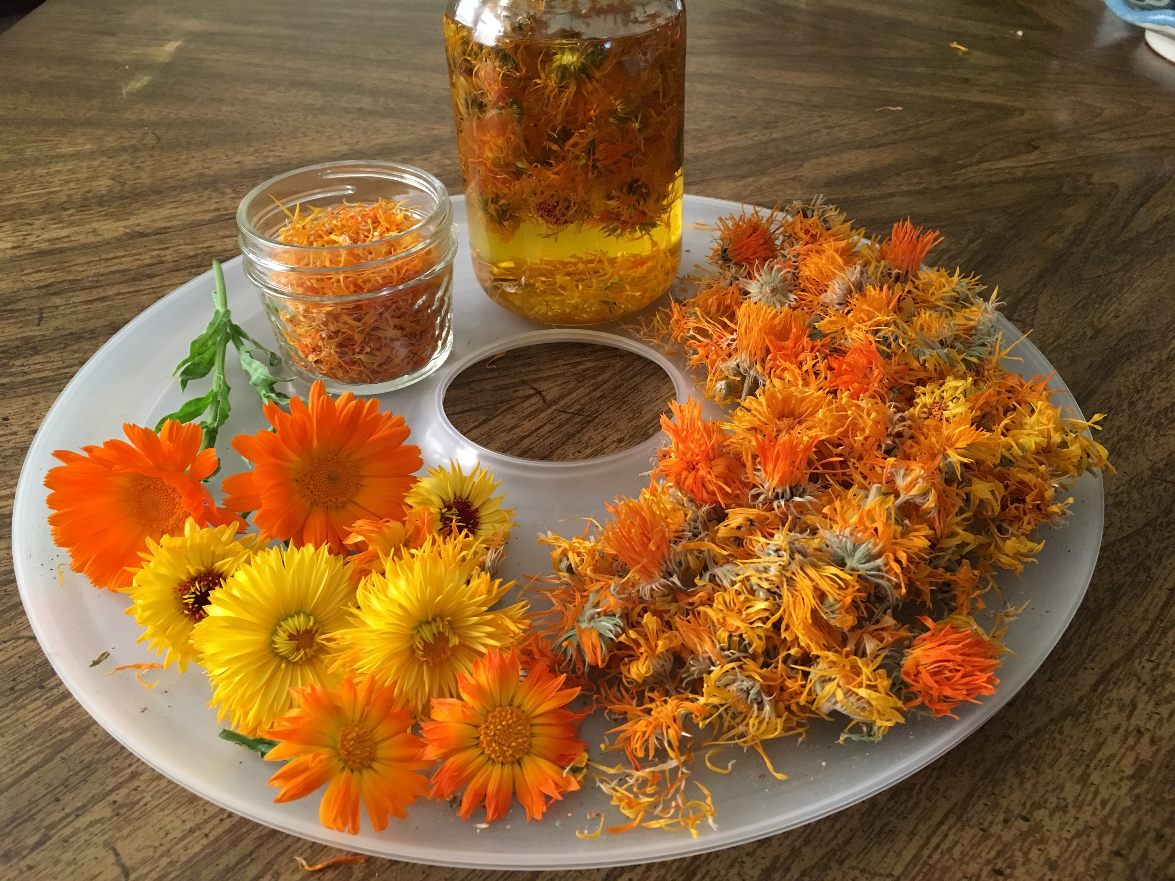 Calendula – a Magic Flower – Pathways and Potions
