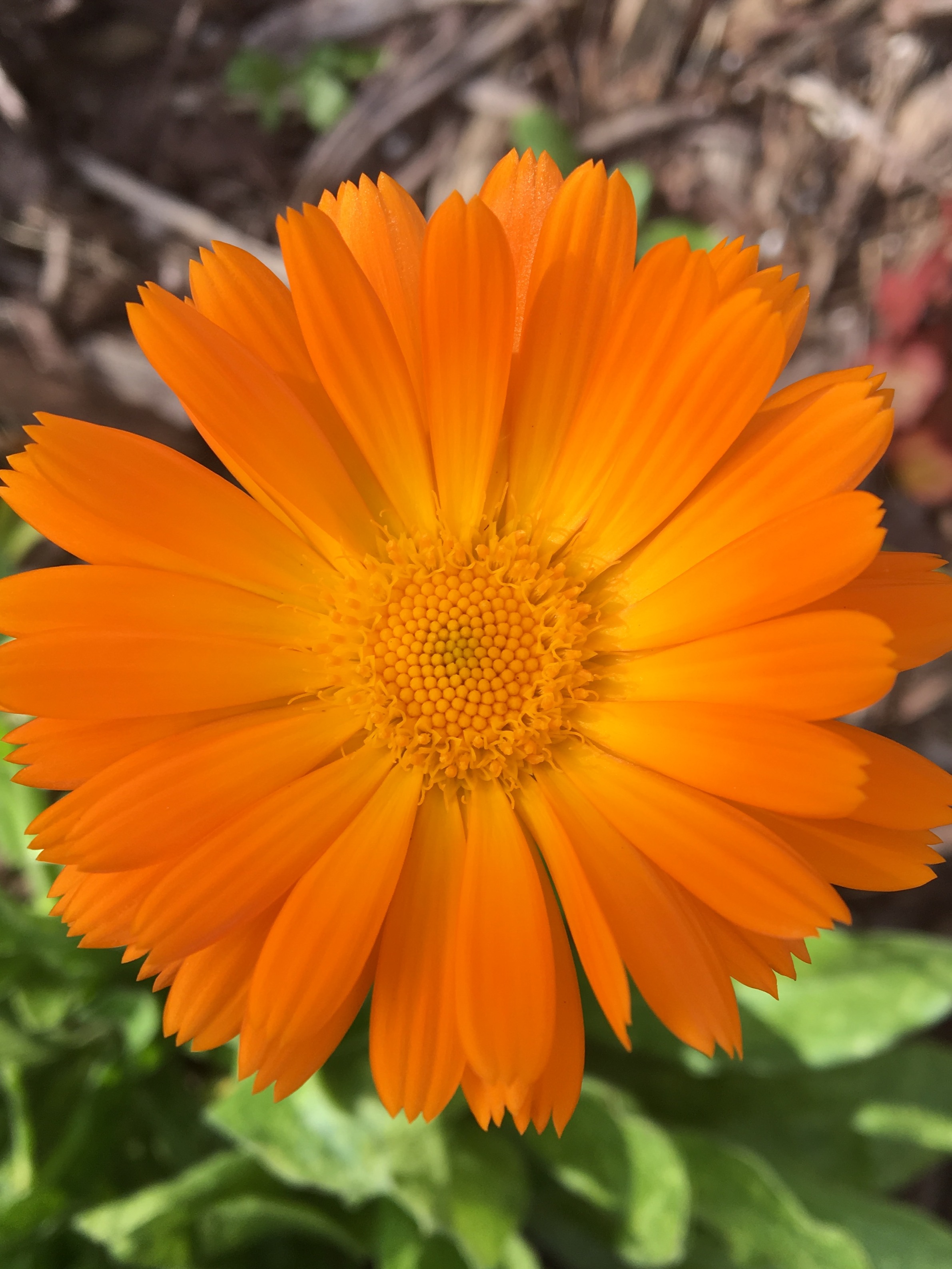 Calendula – a Magic Flower – Pathways and Potions